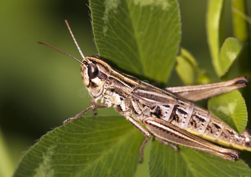 Locust stock photo. Image of nature, insect, outdoor - 27884292