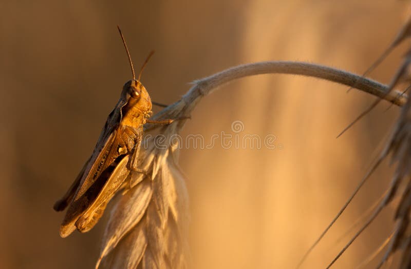 Locust stock image. Image of spike, malefactor, calamity - 29367547