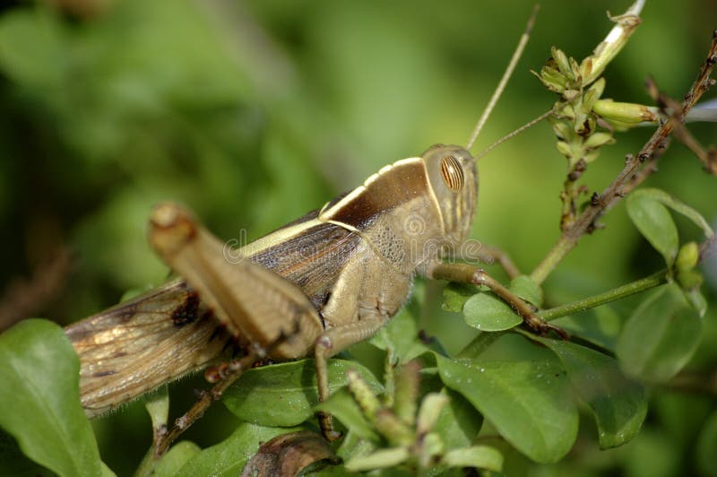 Locust stock image. Image of jump, grass, insect, grasshopper - 5192955
