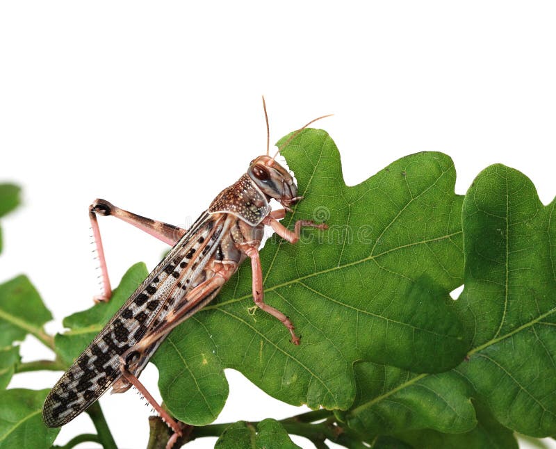 Locust Tacking Flight 02 stock image. Image of kikuyu - 5020875