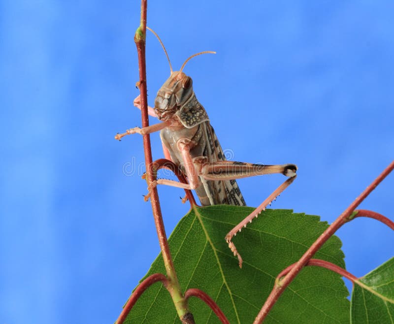 Locust stock image. Image of foot, animal, birch, insect - 5386711