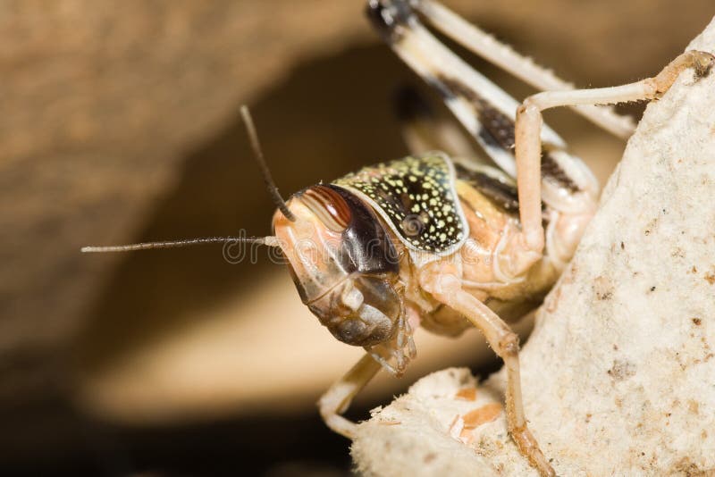 Locust stock photo. Image of jump, hopper, macro, canon - 8620512