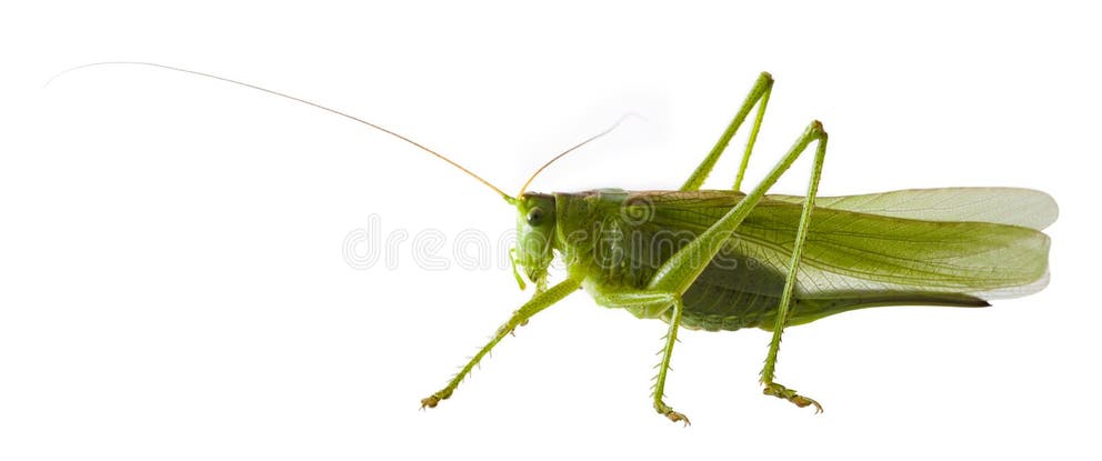 Locust stock image. Image of swarm, huge, herbivorous - 9887937