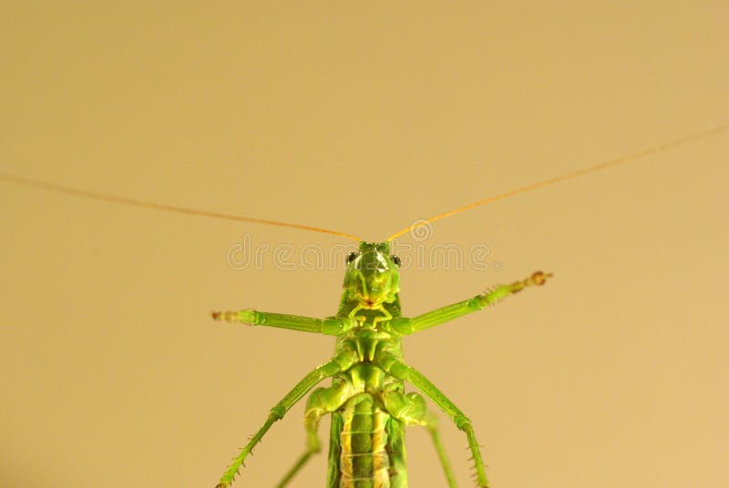 Locust Adult Locust On A Yellowish Background Stock Image Image Of Antenna Nature 287698685