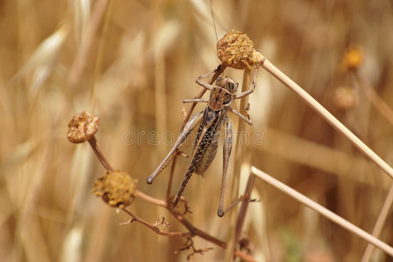 Locust on Autumn Meadow Close-up Stock Image - Image of animal, stem ...