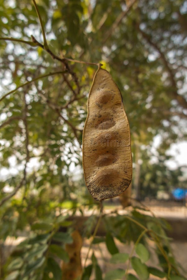 Locust Bean with Seeds Hanging on the Branch Stock Photo - Image of ...