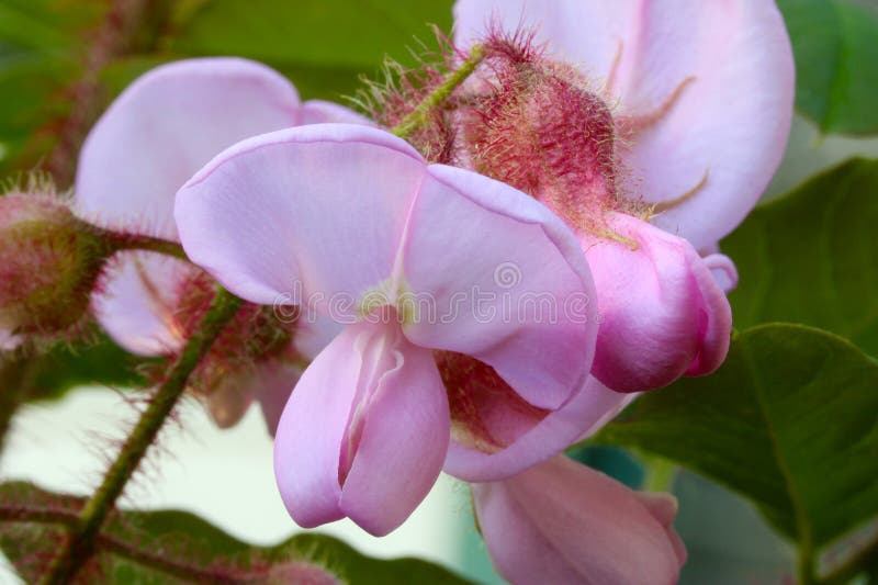 Pink Petal Locust Blossoms 01 Stock Image - Image of nature, botanical ...