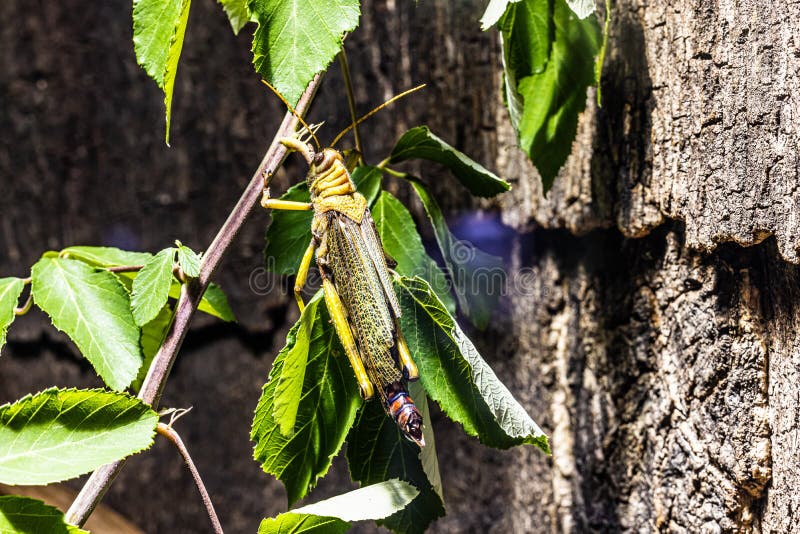 Locust stock image. Image of invertebrate, plant, nature - 256259761