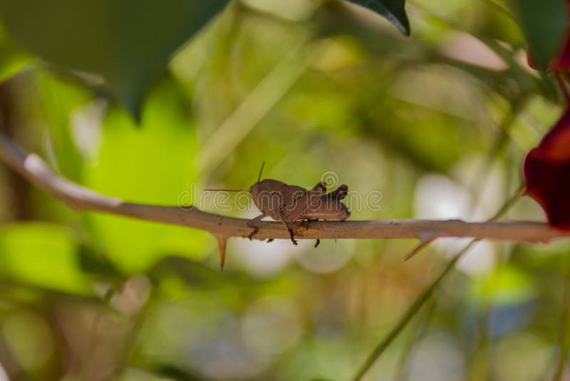Locust on the branch. stock image. Image of vivid, nature - 89684289