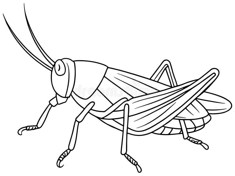 Locust Bug Drawing for Kids Coloring and Nature Learning Materials ...