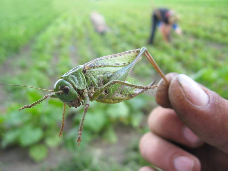 Locust on Finger stock image. Image of finger, skin, cicada - 2769163