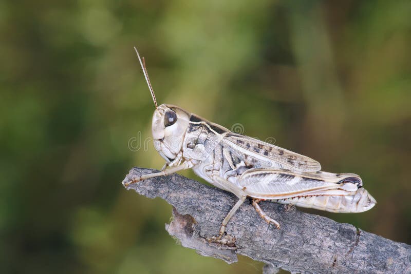 Locust stock photo. Image of close, locust, animals, wild - 20760082