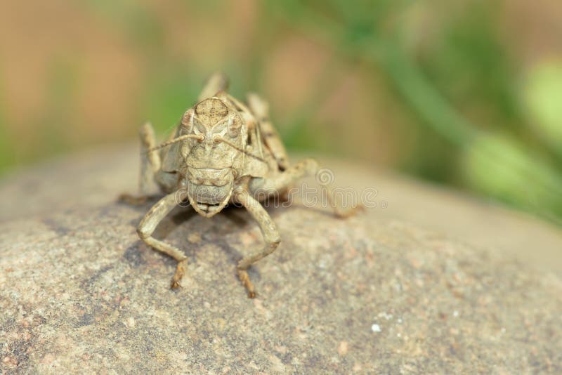 Locust stock image. Image of insect, wild, natural, brown - 41058691