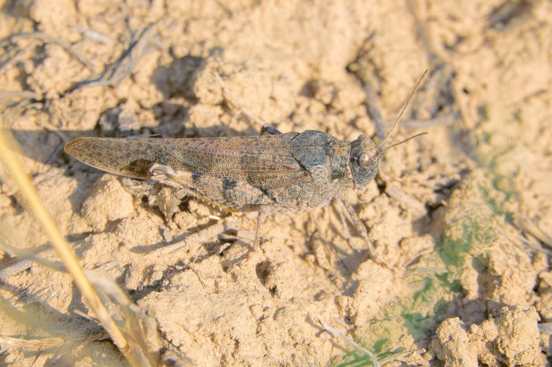 Locust stock photo. Image of insects, grasshopper, insect - 271847704
