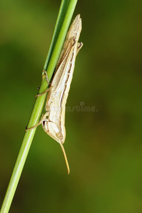 Larva locust. stock image. Image of arthropod, america - 41280047