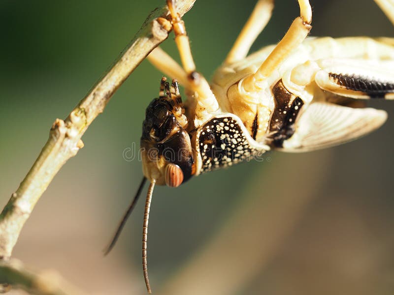 The locust close up stock image. Image of sitting, grasshopper - 77099405