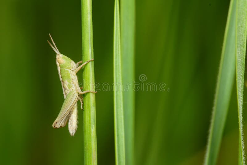 Locust stock photo. Image of bugs, nymph, locust, nymphae - 41058932