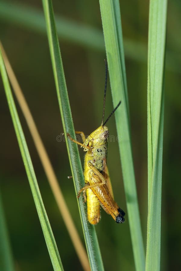 Yellow Locust stock image. Image of primed, extended - 97440093