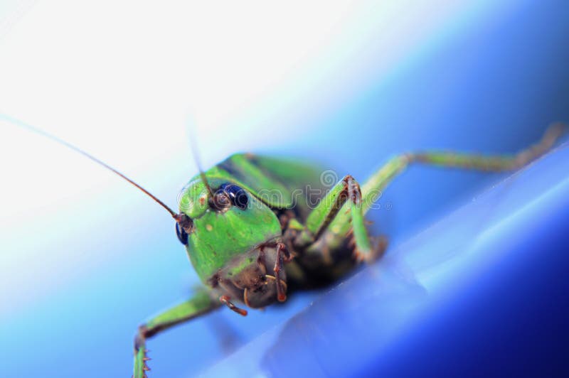 888 Locust Face Stock Photos - Free & Royalty-Free Stock Photos from ...