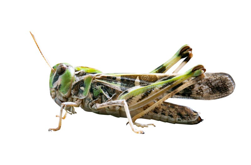 Swarm of locust stock photo. Image of creature, green - 44649468