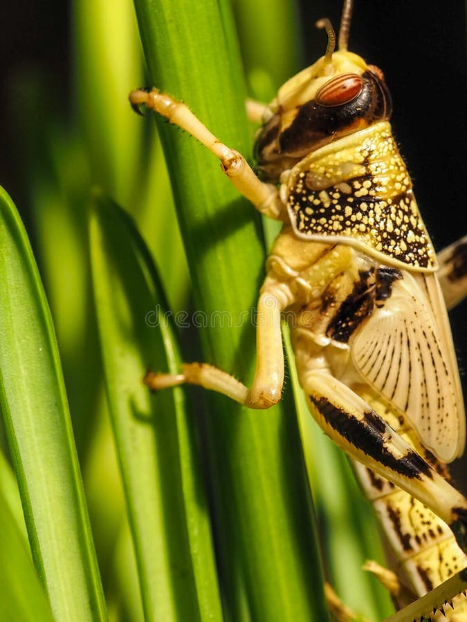 Locust stock image. Image of lone, leaf, insect, life - 71221819