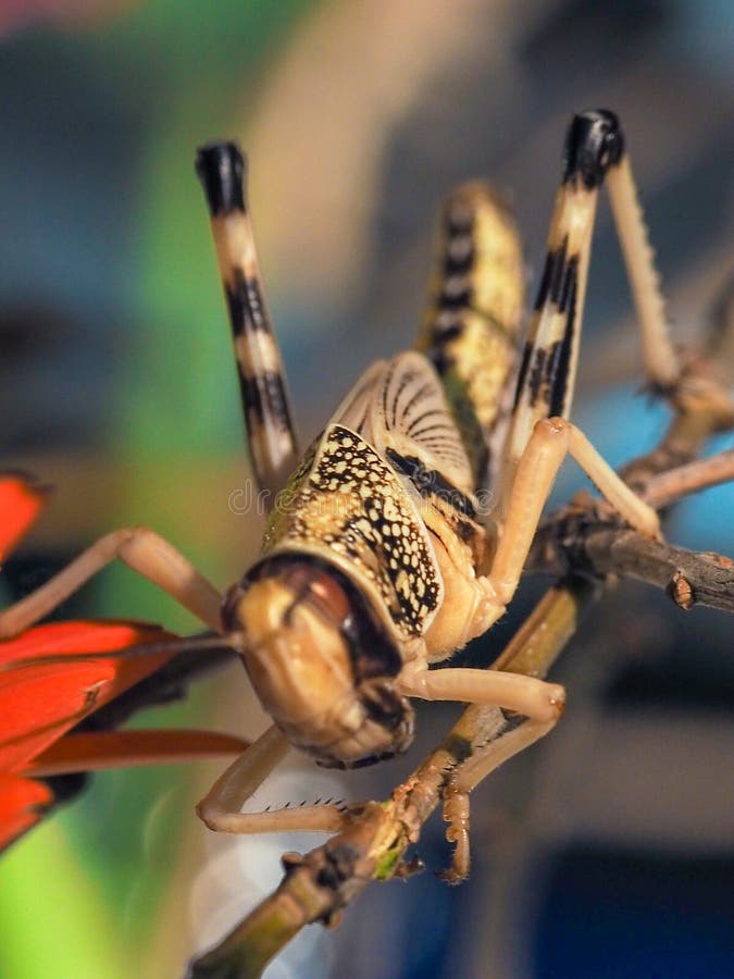 Locust stock photo. Image of macro, wildlife, closeup - 71222848