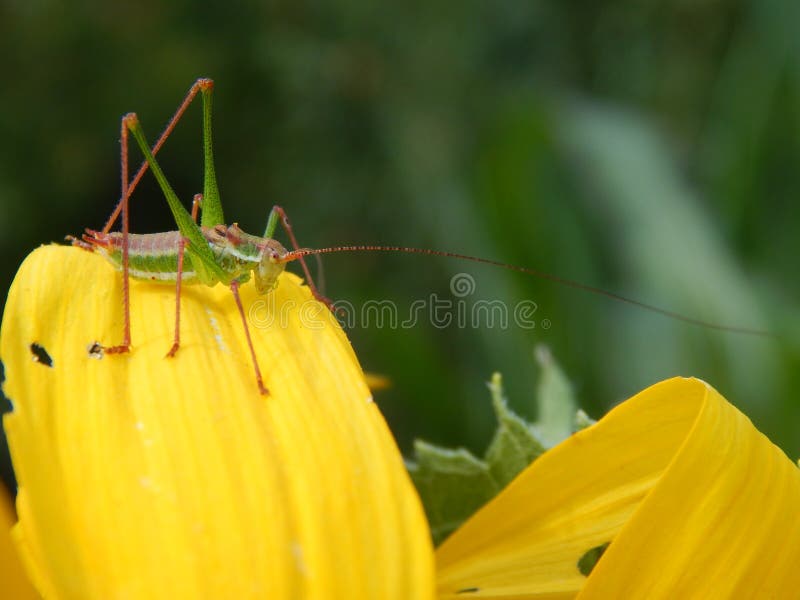 Locust stock photo. Image of serbia, insects, wildlife - 94010516