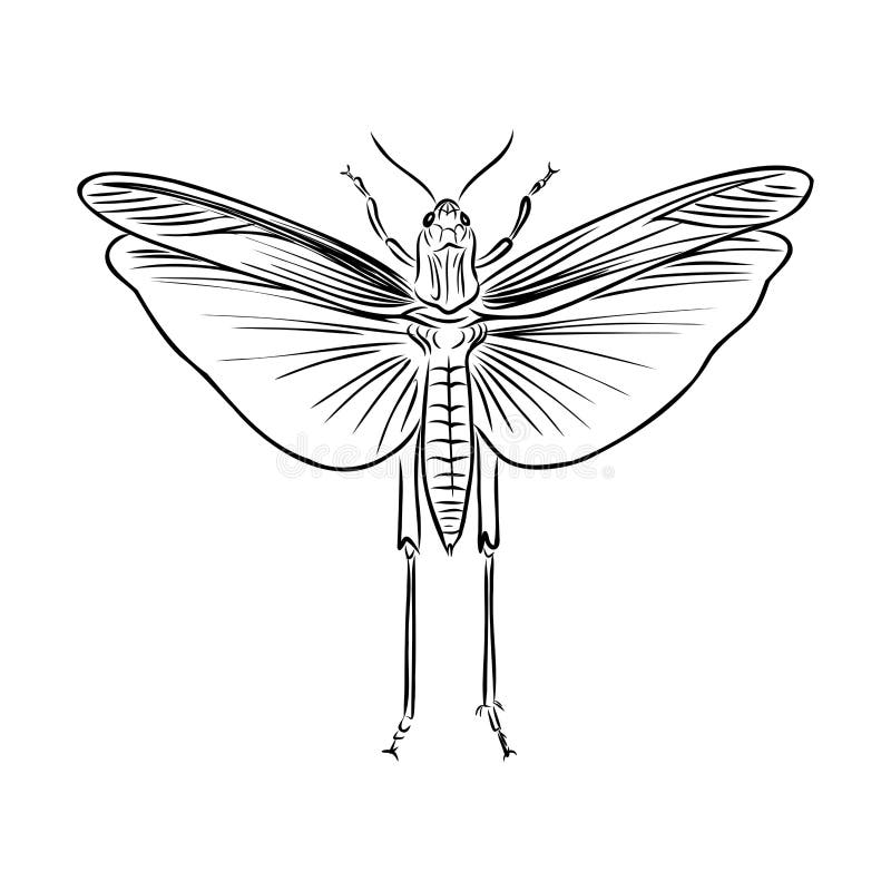 Locust, Contour Sketch Isolated on White Background Vector Stock Vector ...