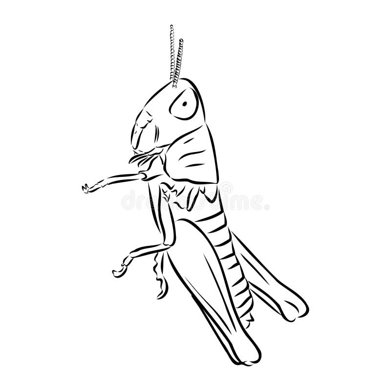 Locust, Contour Sketch Isolated on White Background Vector Stock Vector ...