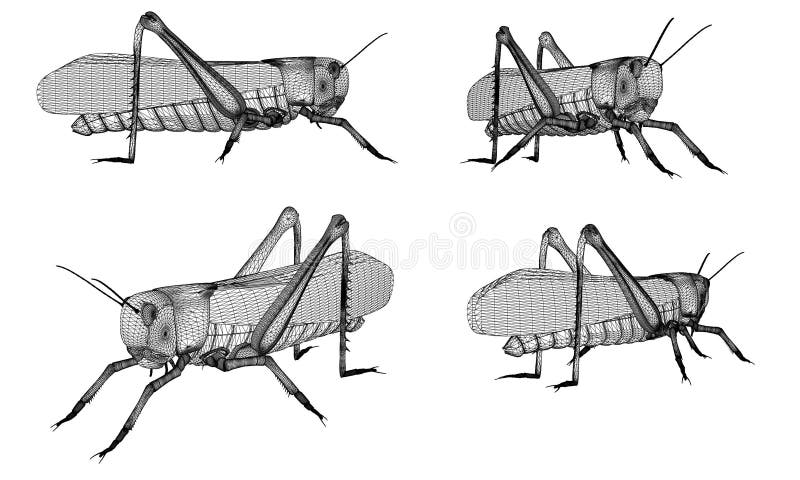 Vector Illustration of a Locust. Stock Illustration - Illustration of ...