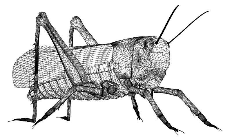 Vector Illustration of a Locust. Stock Illustration - Illustration of ...