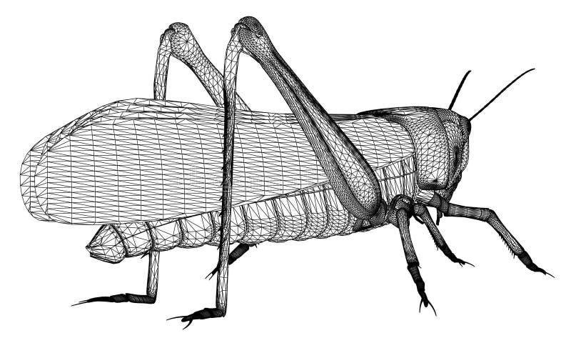 Vector Illustration Of A Locust. Stock Illustration - Illustration of ...