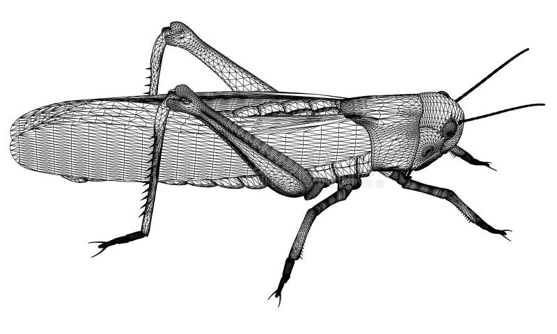 Vector Illustration Of A Locust. Stock Illustration - Illustration of ...