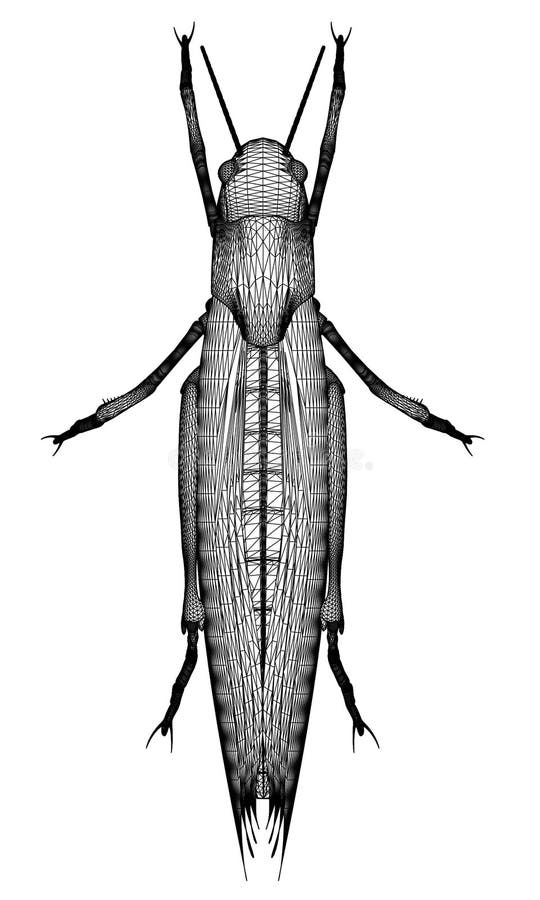 Vector Illustration of a Locust. Stock Illustration - Illustration of ...