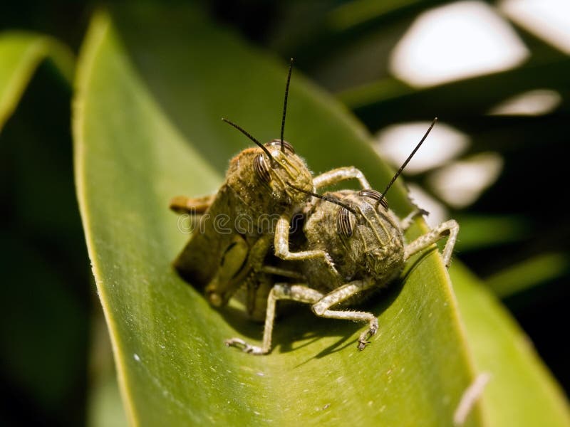 Locust stock image. Image of animal, pair, animals, locust - 45815773