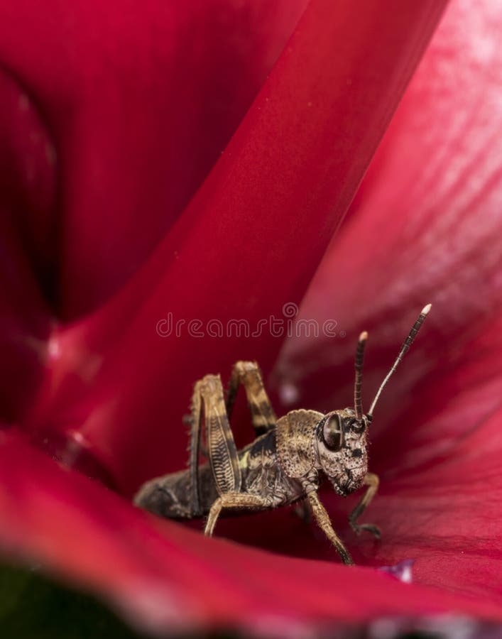 Locust Cricket Insect Inside a Red Flower Stock Photo - Image of ...