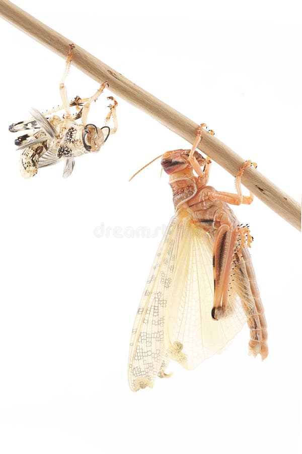 Locust, Desert Locust Schistocerca Gregaria, Immediately after Molt ...
