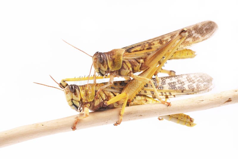 Locust, Desert Locust Schistocerca Gregaria, Immediately after Molt ...