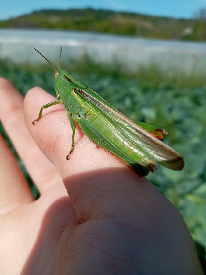 Locust stock photo. Image of grass, arthropod, invertebrate - 239998754