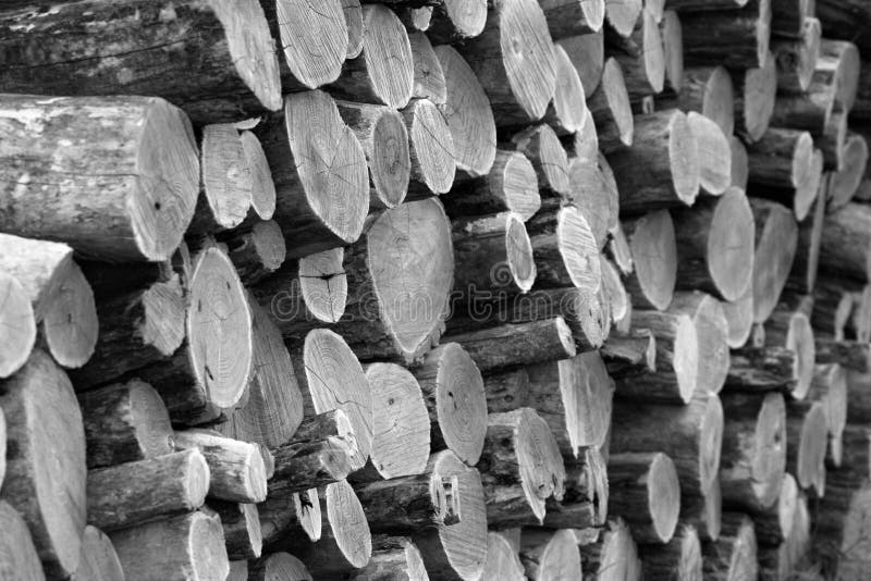 Black locust logs stock photo. Image of sapwood, robinia - 12436420