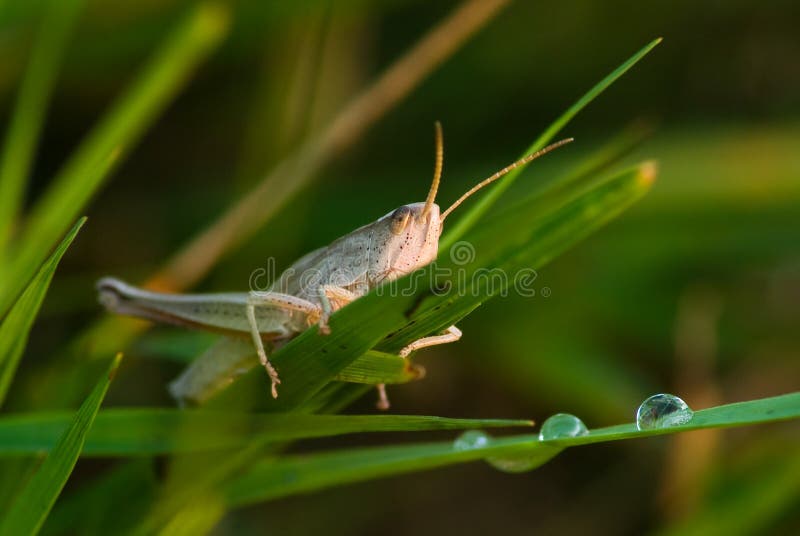 Locust in the grass stock photo. Image of growing, legs - 27509192