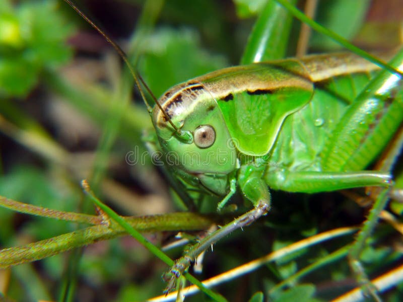 Locust in grass stock photo. Image of detailed, serbia - 7497362