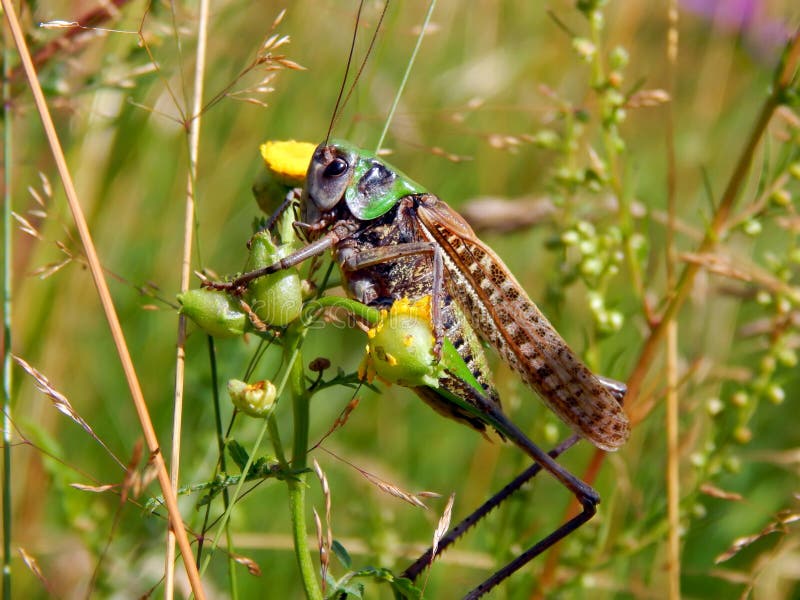 Locust on the grass stock photo. Image of garden, invertebrate - 97880518