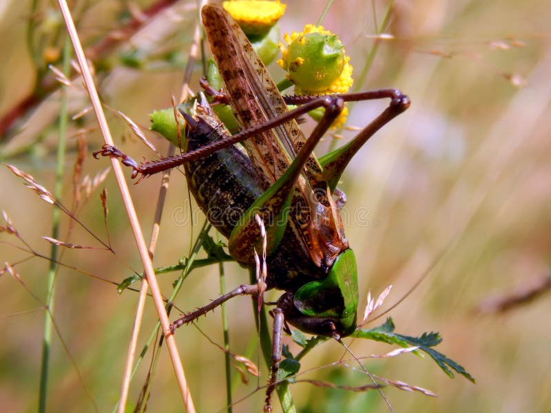 Locust on the grass stock photo. Image of flora, grasshopper - 97880742