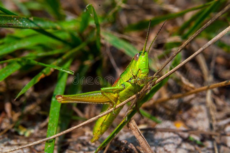 Locust on grass stock photo. Image of closeup, insect - 74812226