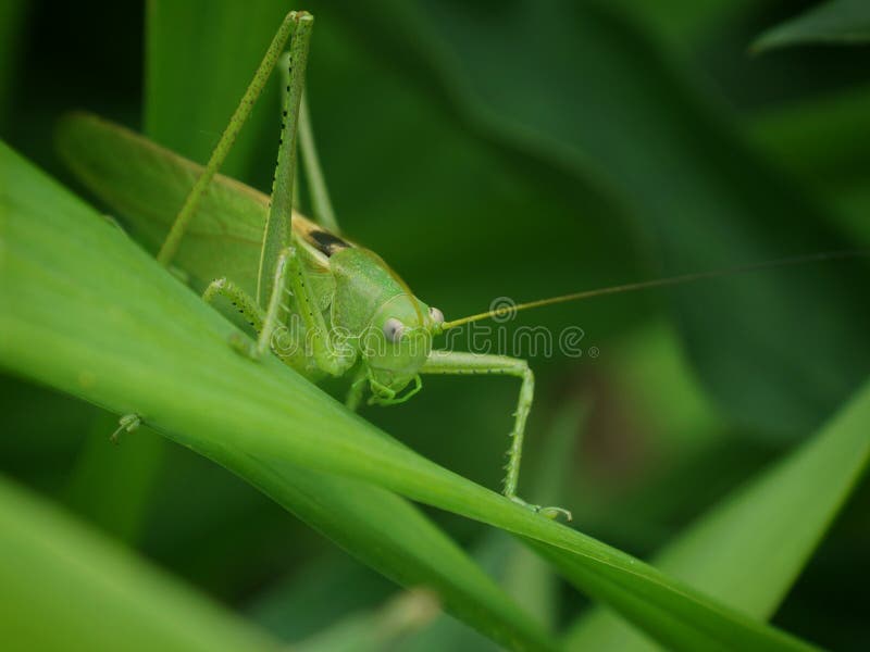 899 Flying Locust Stock Photos - Free & Royalty-Free Stock Photos from ...
