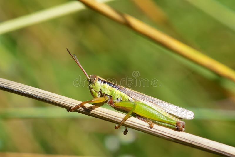 Locust stock photo. Image of grass, locust, closeup, wildlife - 33331086