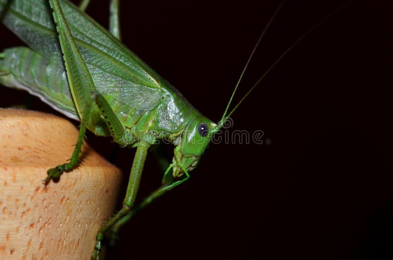 Locust green stock photo. Image of arthropod, mantis - 74019736