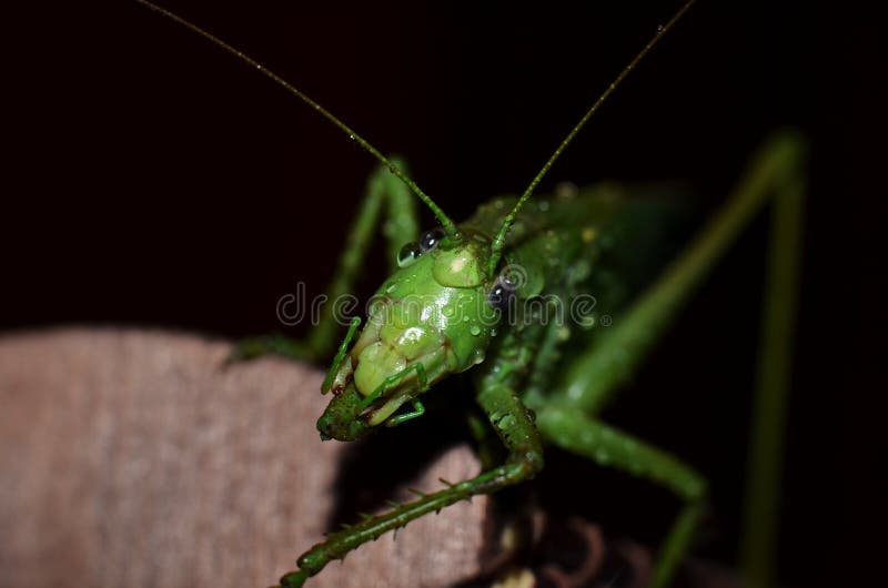Locust green stock photo. Image of arthropod, insects - 74020232