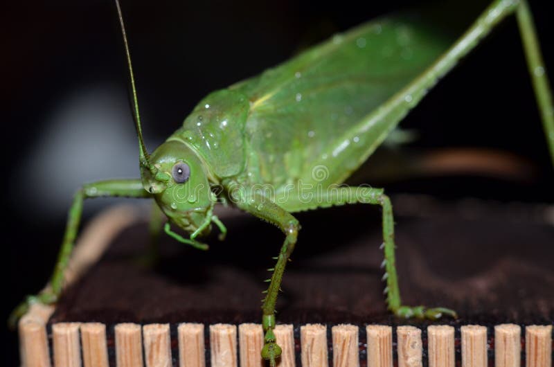 Locust green stock photo. Image of drop, insects, insect - 74020274